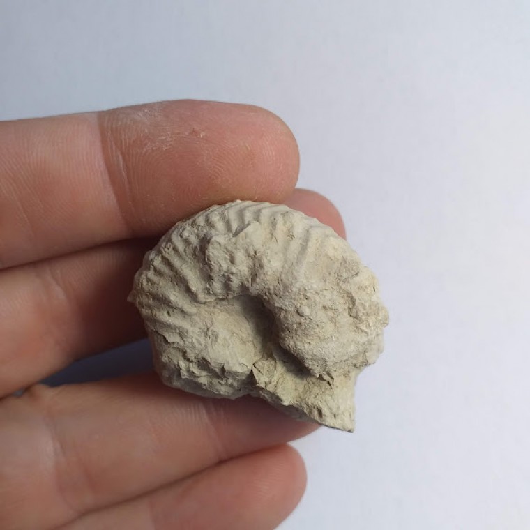 MYPALEOSHOP - Eshop - 2.Druhohory - Mesozoikum - Amonit Ophioceras ...