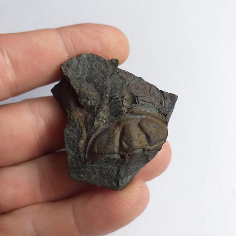 MYPALEOSHOP - Eshop - 1.Prvohory - Paleozoikum - Trilobit Conocoryphe ...