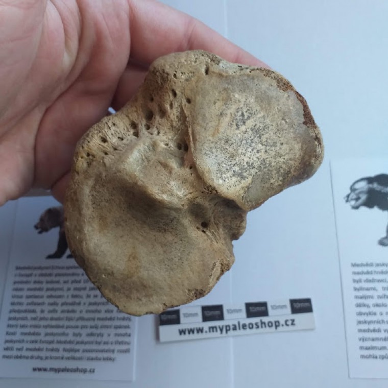 MYPALEOSHOP - Eshop - 4.Pleistocén - Pleistocene - Šelmy Pleistocenu ...