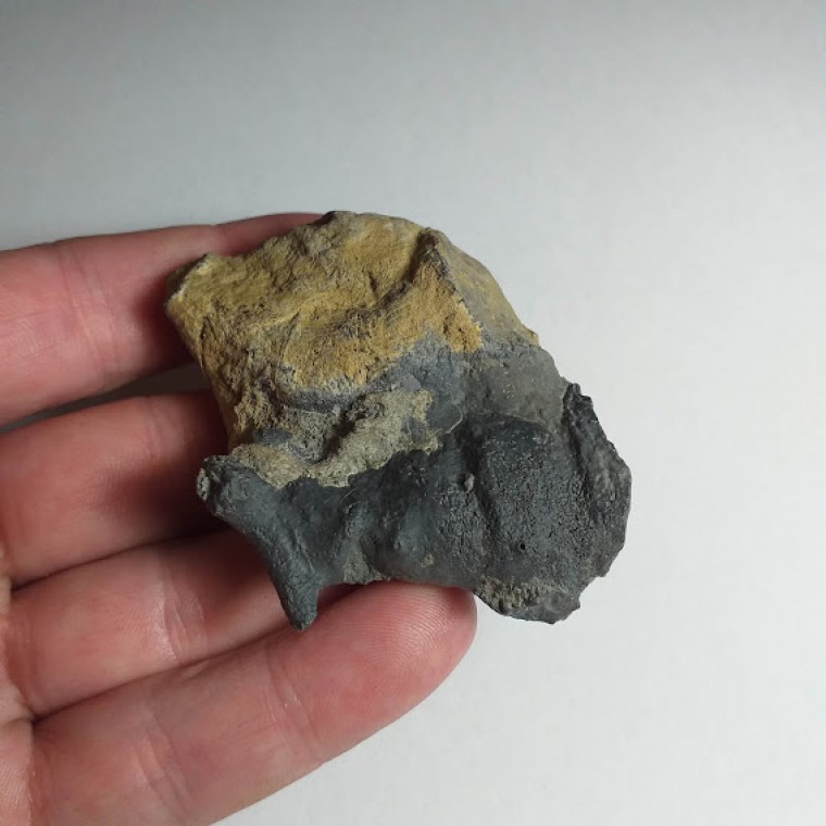 Devonský korál Cyathophyllum sp. - Čelechovice ČR