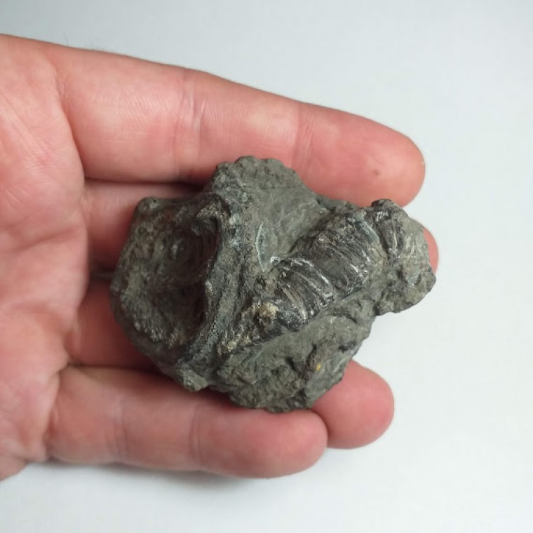 Devonský korál Cyathophyllum sp. - Čelechovice ČR