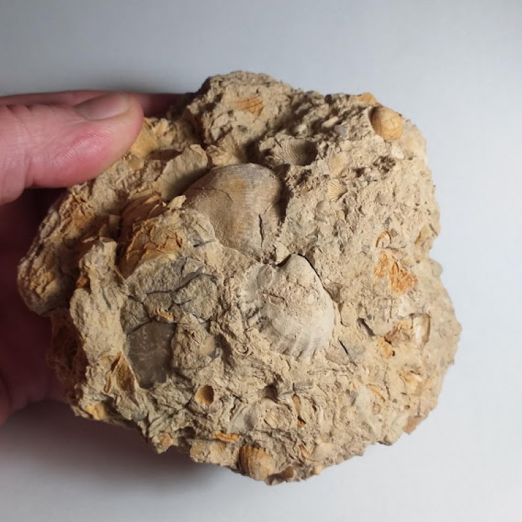 MYPALEOSHOP - Eshop - 3.Třetihory - Tercier - Fosilní mlž Tellina sp.