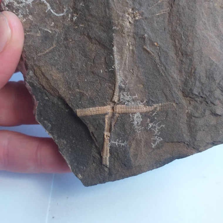 MYPALEOSHOP - Eshop - 1.Prvohory - Paleozoikum - Trilobiti-Trilobits ...