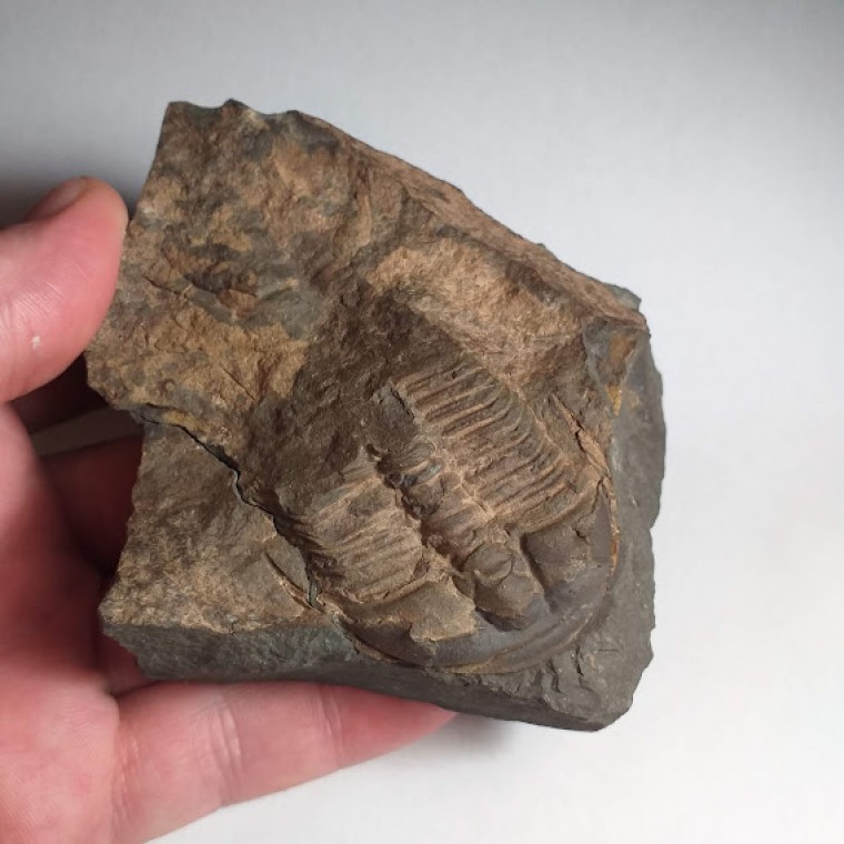 trilobit Ptychoparia striata - Jince ČR