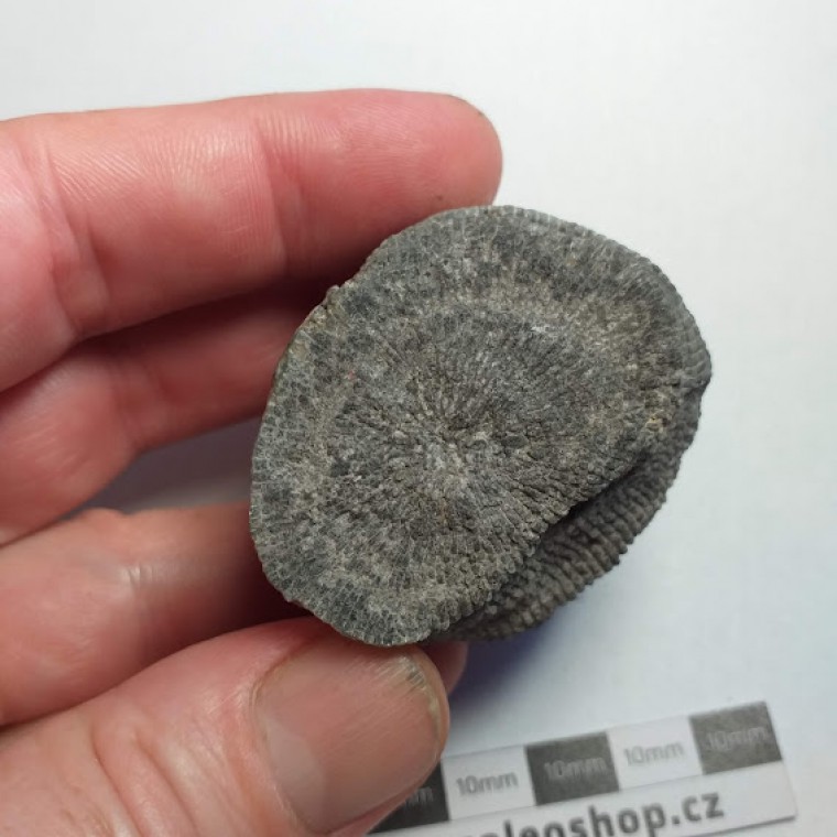 Devonský korál Cyathophyllum sp. - Čelechovice ČR