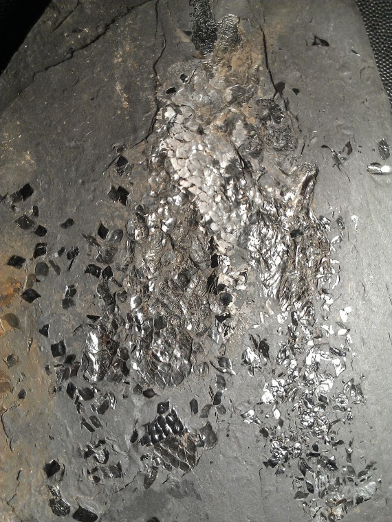 MYPALEOSHOP - Eshop - Fosilní Ryby - Fish - Ryba Paramblypterus sp.