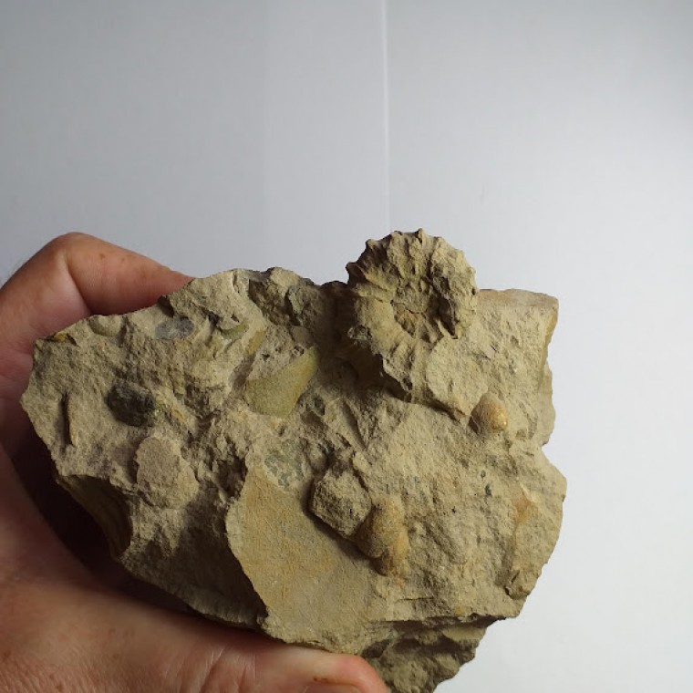 MYPALEOSHOP - Eshop - 2.Druhohory - Mesozoikum - JURSKÝ AMONIT ...