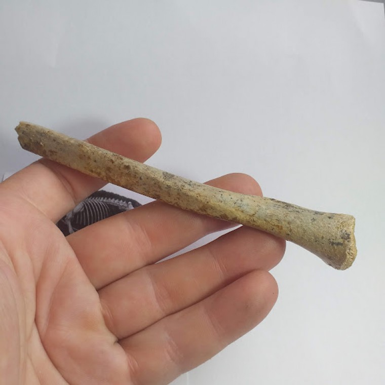 Medvěd jeskynní - kost Radius