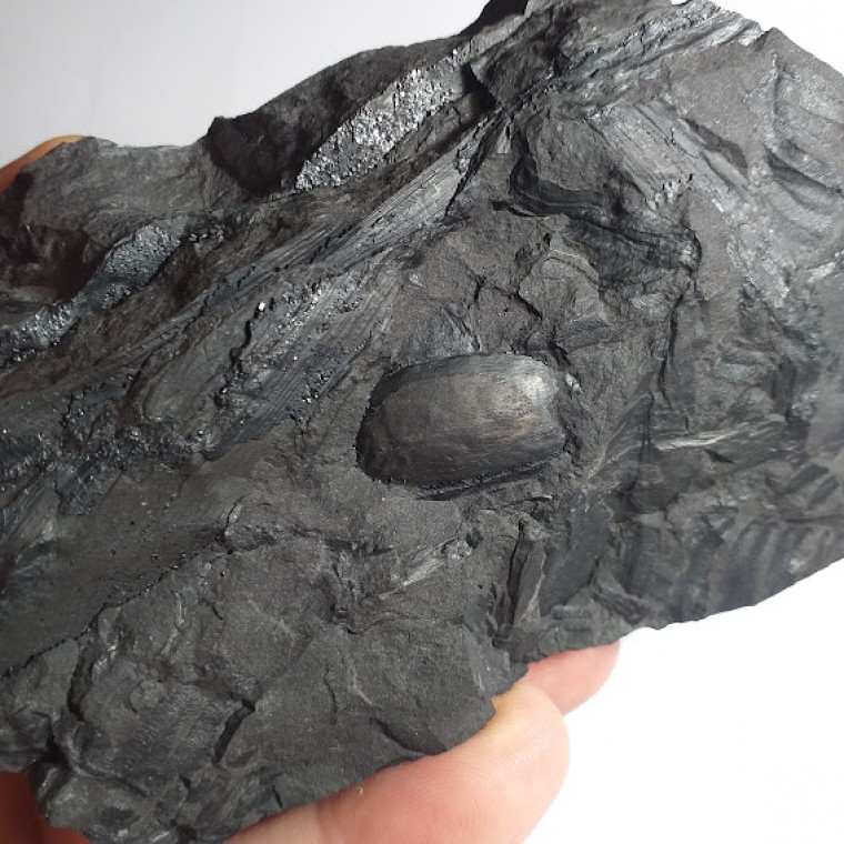 Semeno stromové kapradiny TRIGONOCARPUS