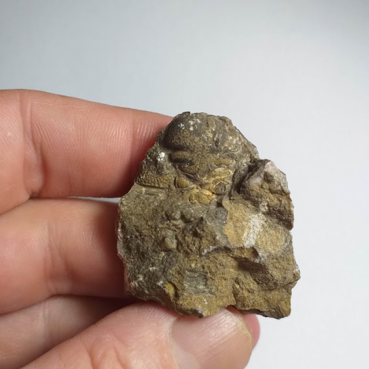 Trilobit Cheirurus ingricus Svatý Jan SILUR - ČR