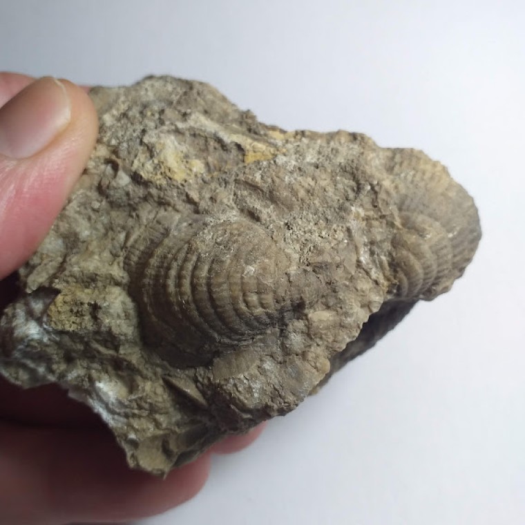 Cardiola bohemica - fosilní plž - SILUR - KOSOV ČR