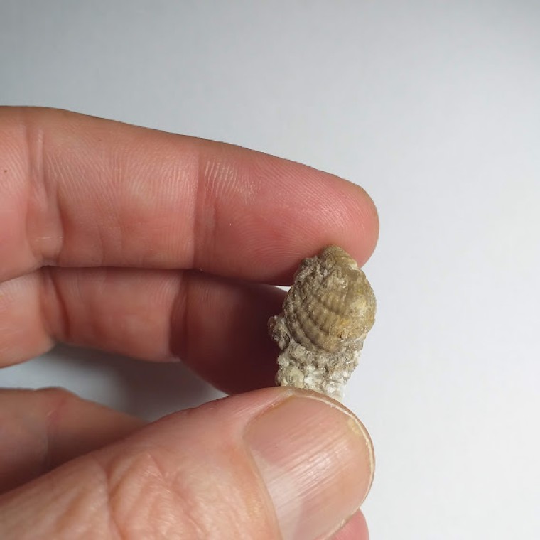 Cardiola bohemica - fosilní plž - SILUR - KOSOV ČR