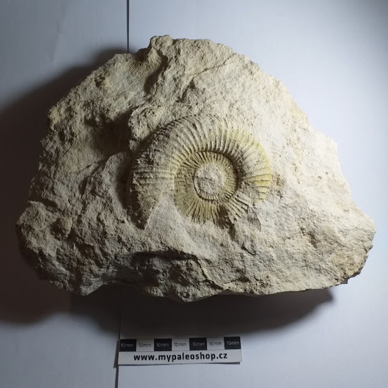 MYPALEOSHOP - Eshop - 2.Druhohory - Mesozoikum - TOP amonit ...