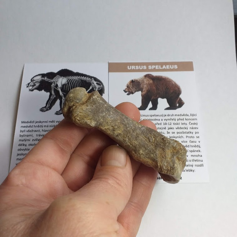 Medvěd jeskynní (Ursus spelaeus)