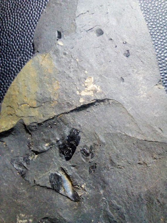 MYPALEOSHOP - Eshop - Fosilní Ryby - Fish - Šupiny Ryb Paramblypterus ...