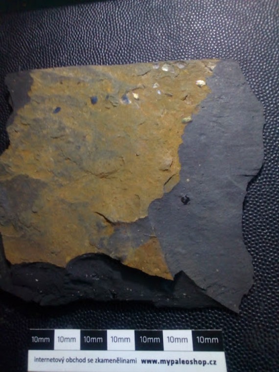 MYPALEOSHOP - Eshop - Fosilní Ryby - Fish - Šupiny Ryb Paramblypterus ...