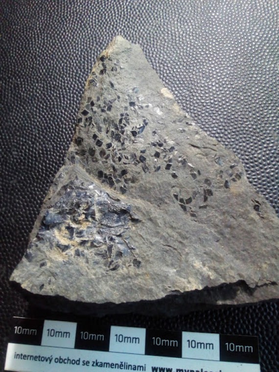 MYPALEOSHOP - Eshop - Fosilní Ryby - Fish - Šupiny Ryb Paramblypterus ...