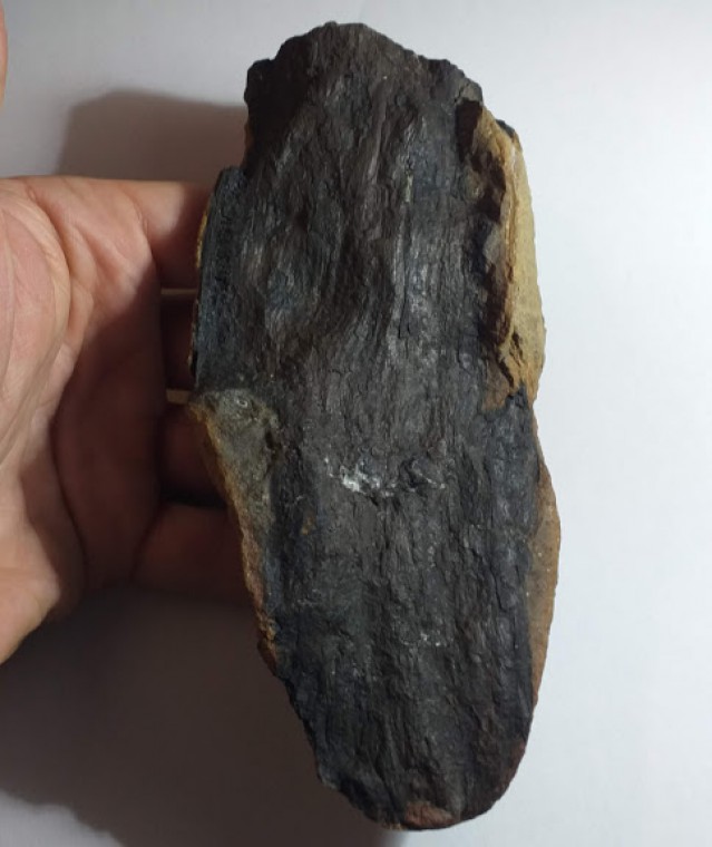 MYPALEOSHOP - Eshop - 2.Druhohory - Mesozoikum - Rostliny Druhohor ...