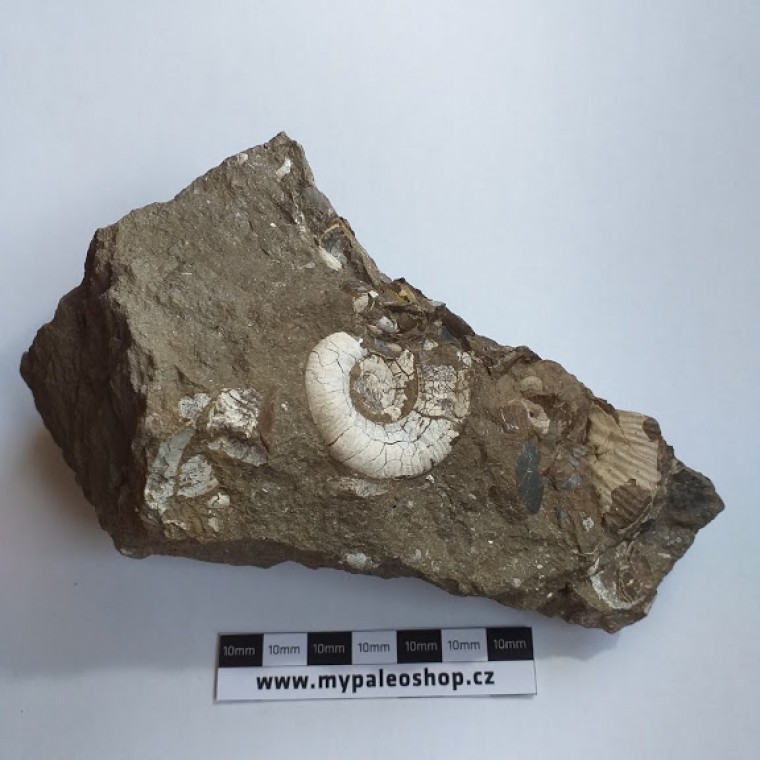 MYPALEOSHOP - Eshop - 2.Druhohory - Mesozoikum - Asphinctites ...
