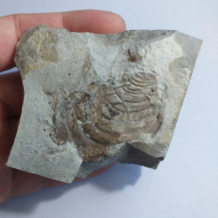 MYPALEOSHOP - Eshop - 2.Druhohory - Mesozoikum - INOCERAMUS SP. 11.č