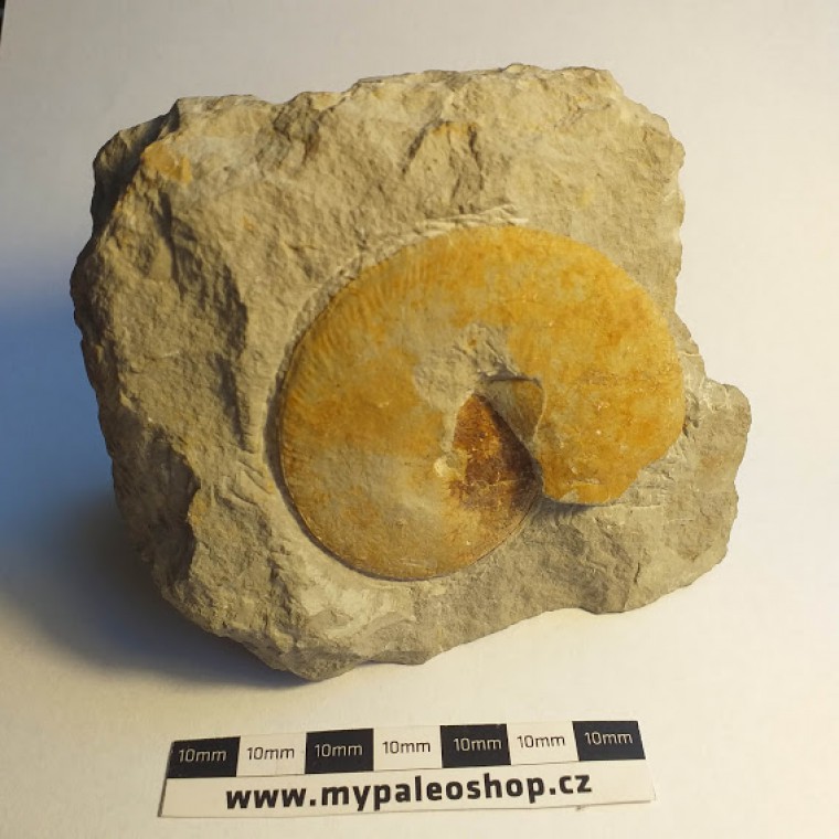 MYPALEOSHOP - Eshop - 2.Druhohory - Mesozoikum - Taramelliceras rigidum